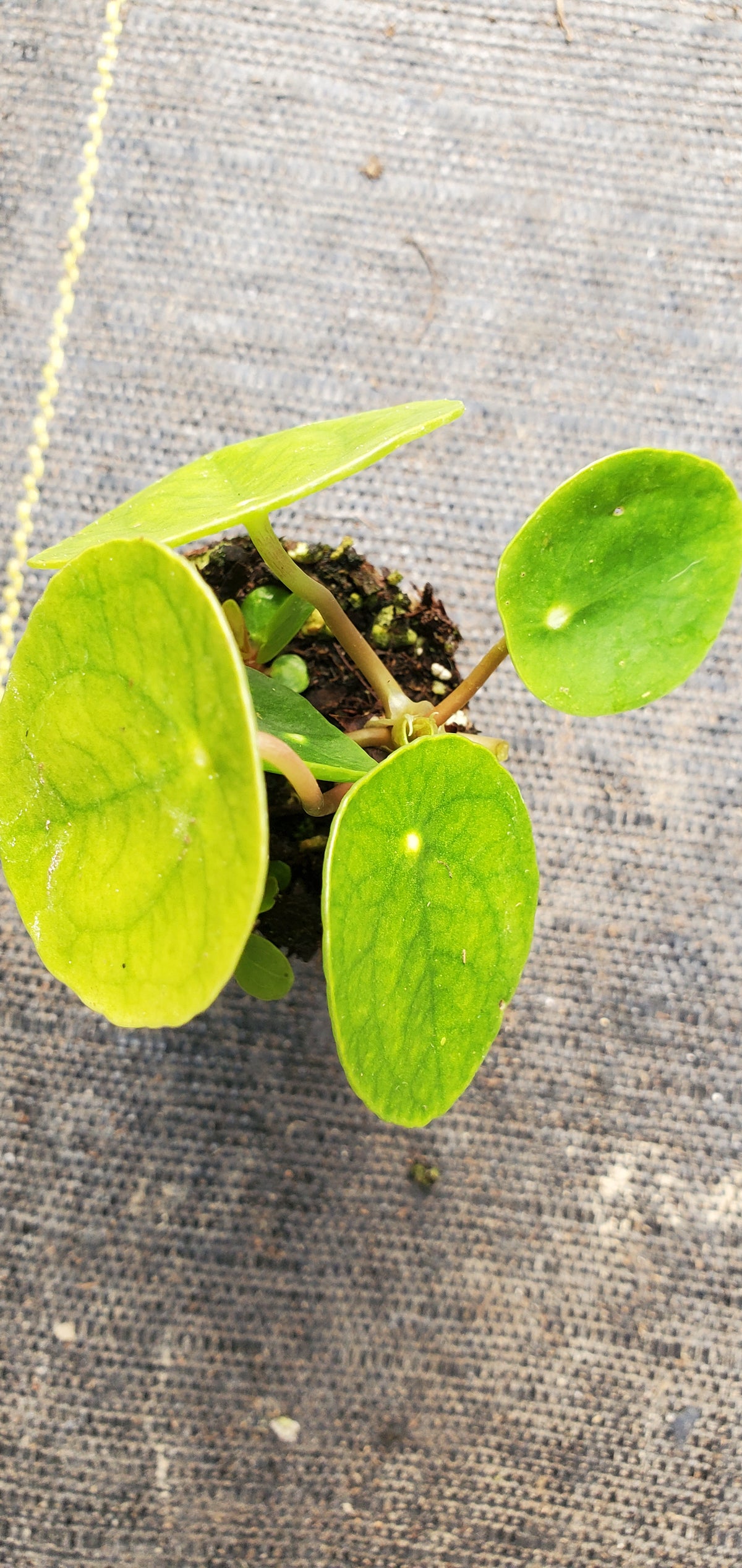 Chinese Money Plant — Gingers greenhouse