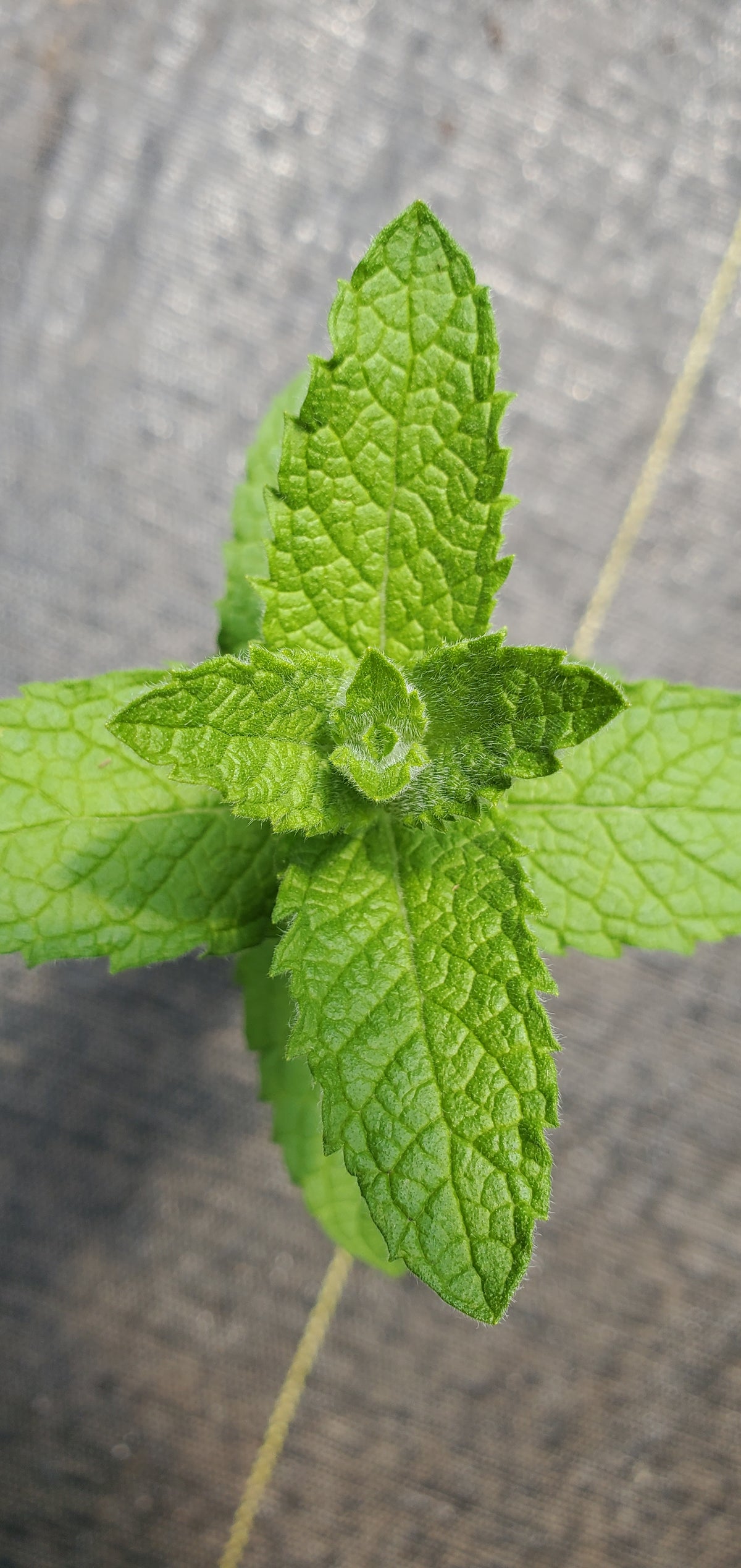Fuzzy Chinese Mint — Gingers greenhouse