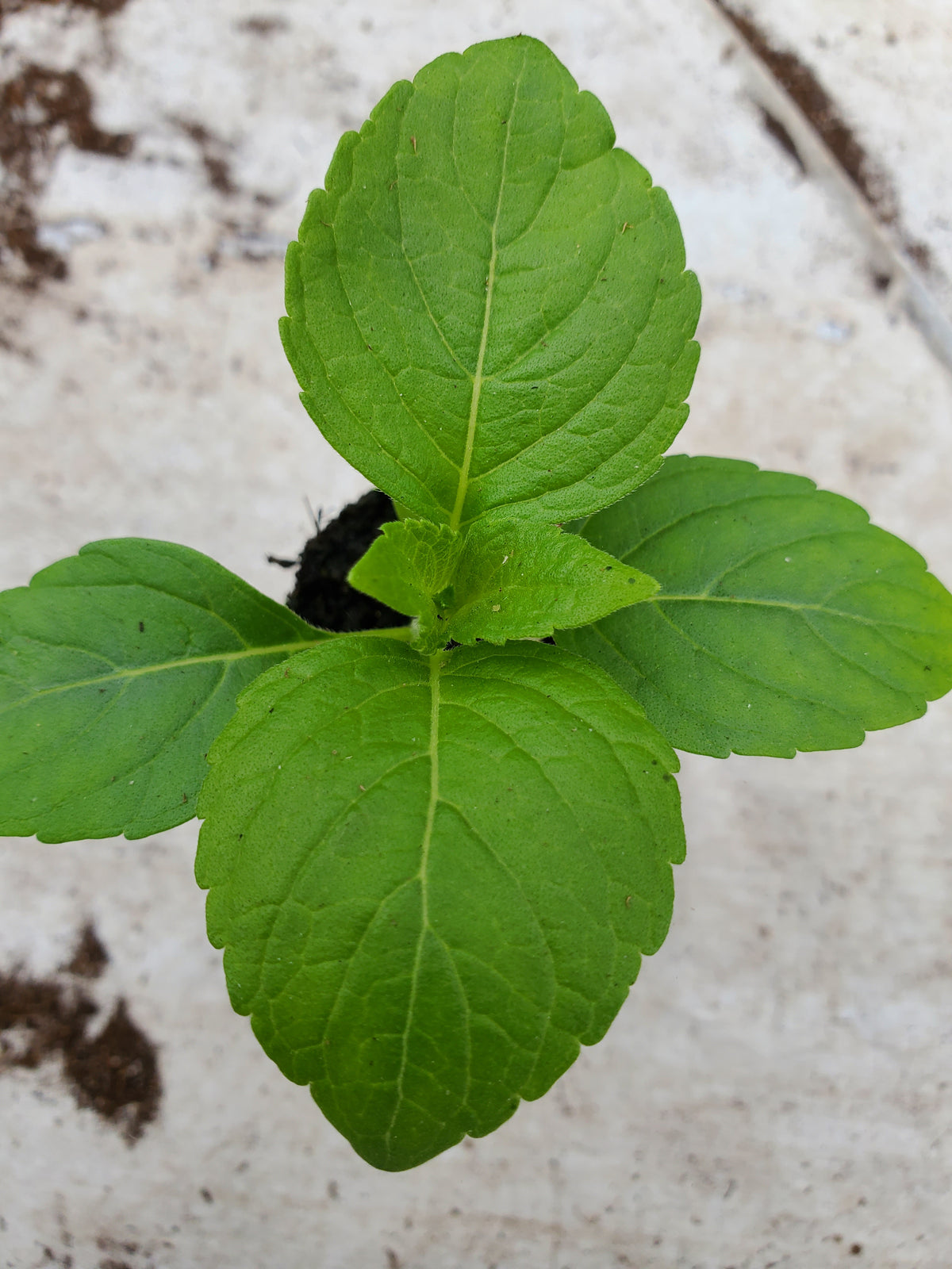 Basil West African — Gingers greenhouse