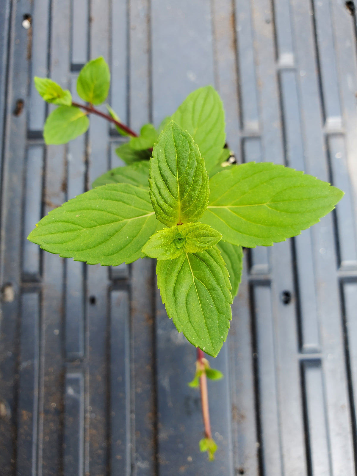 French Peppermint — Gingers greenhouse