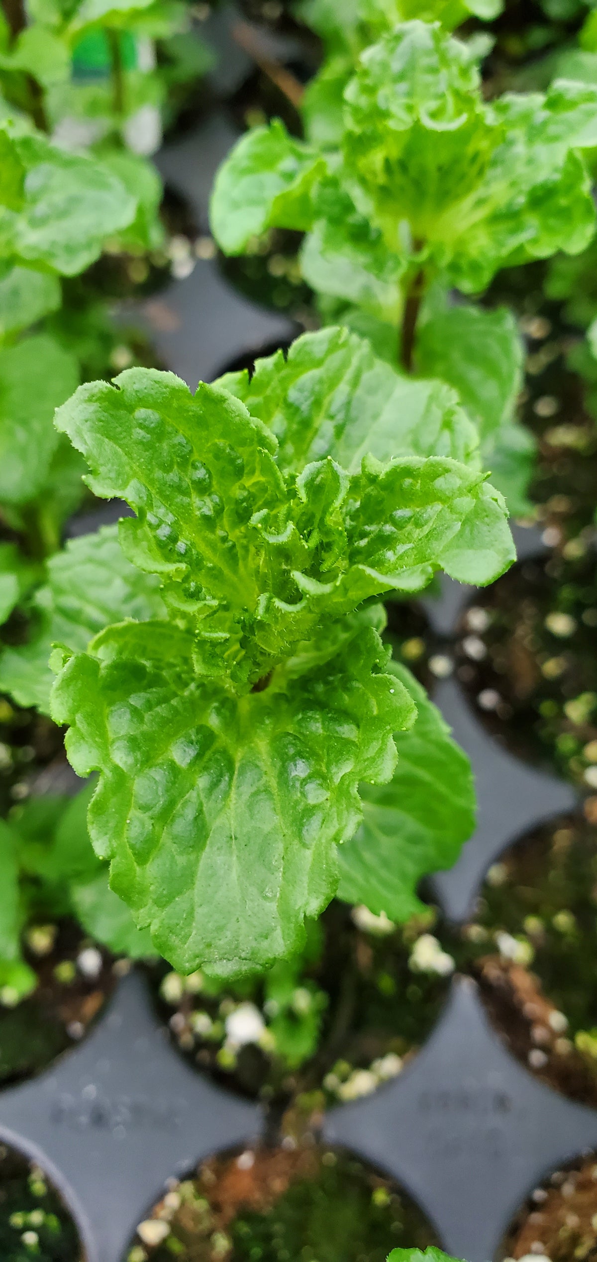 Crisped Scotch Mint — Gingers greenhouse