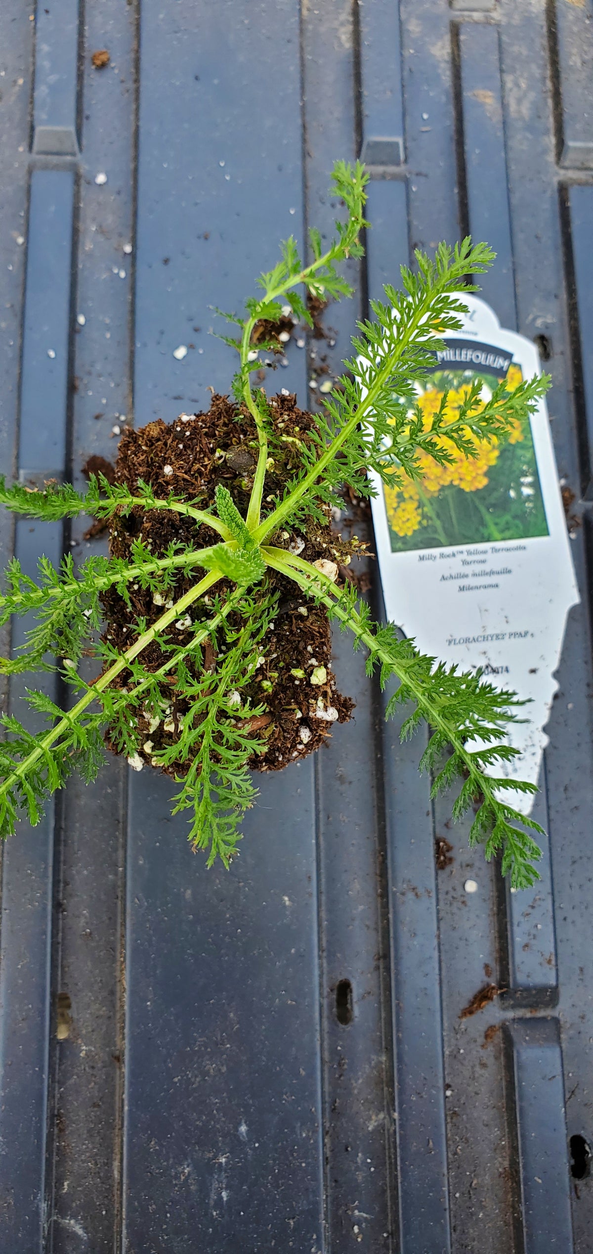 Achillea Milly Rock Rose Terracotta — Gingers greenhouse