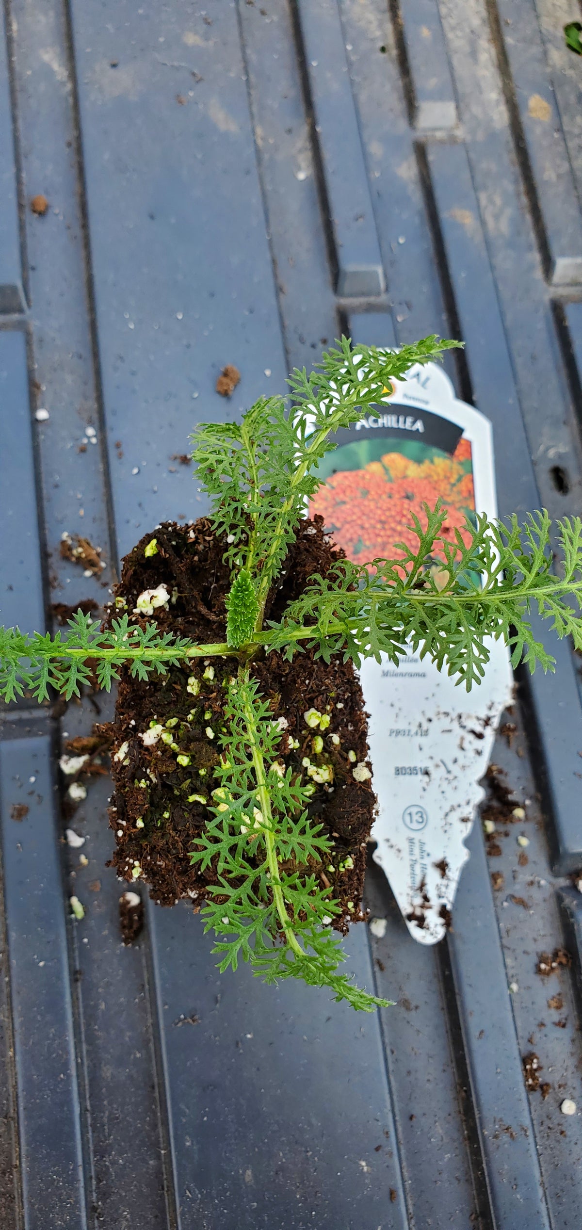 Achillea Sassy Summer Sunset — Gingers greenhouse