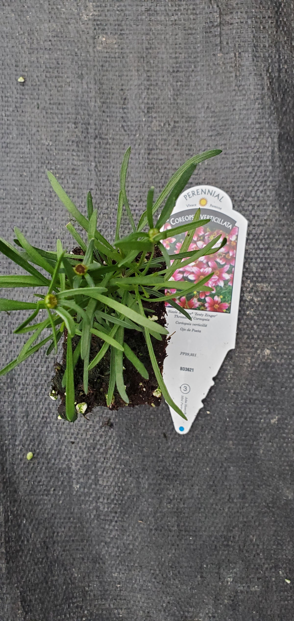 Coreopsis Sizzle &Spice Zesty Zinger — Gingers greenhouse