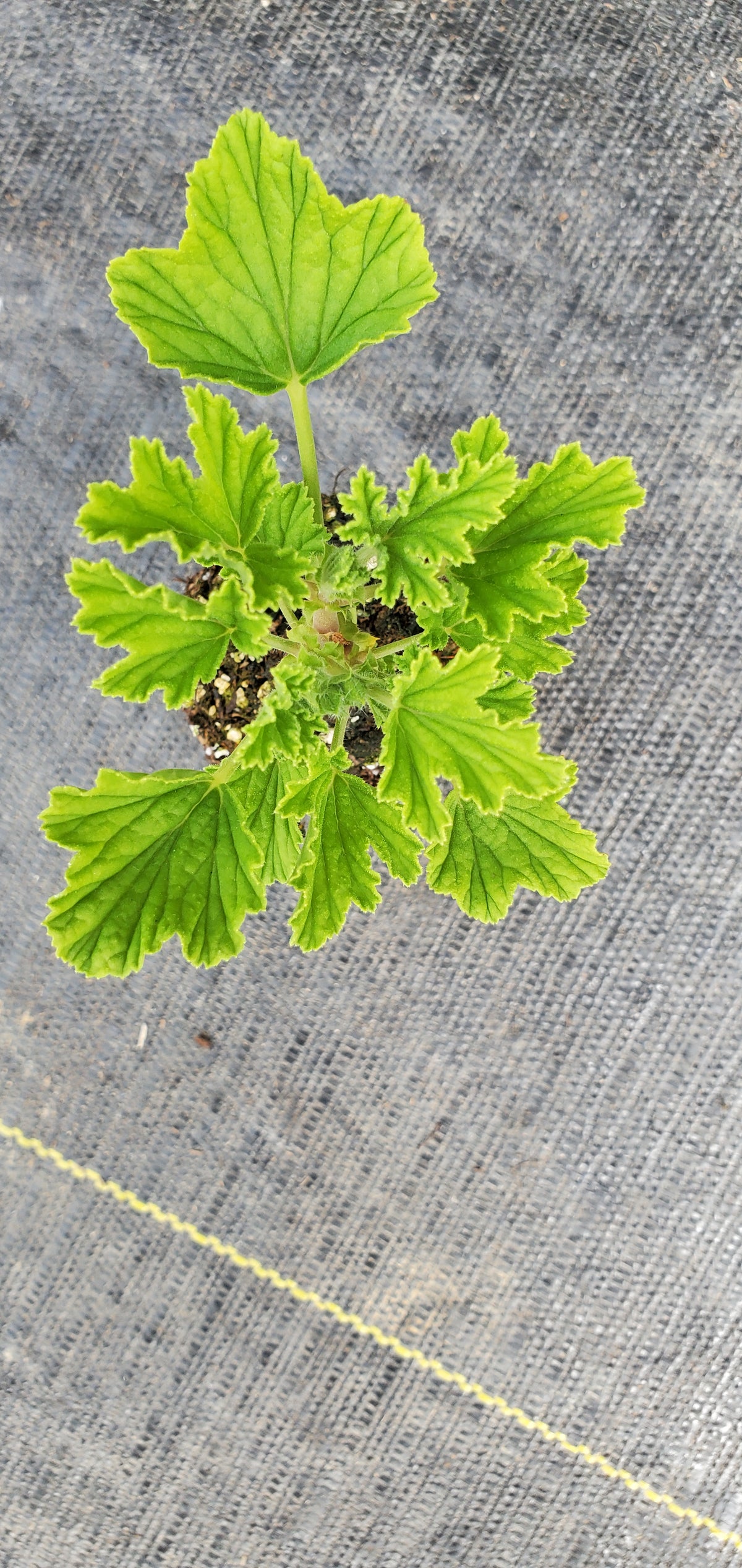 Scented Geranium Lemon Fizz — Gingers greenhouse
