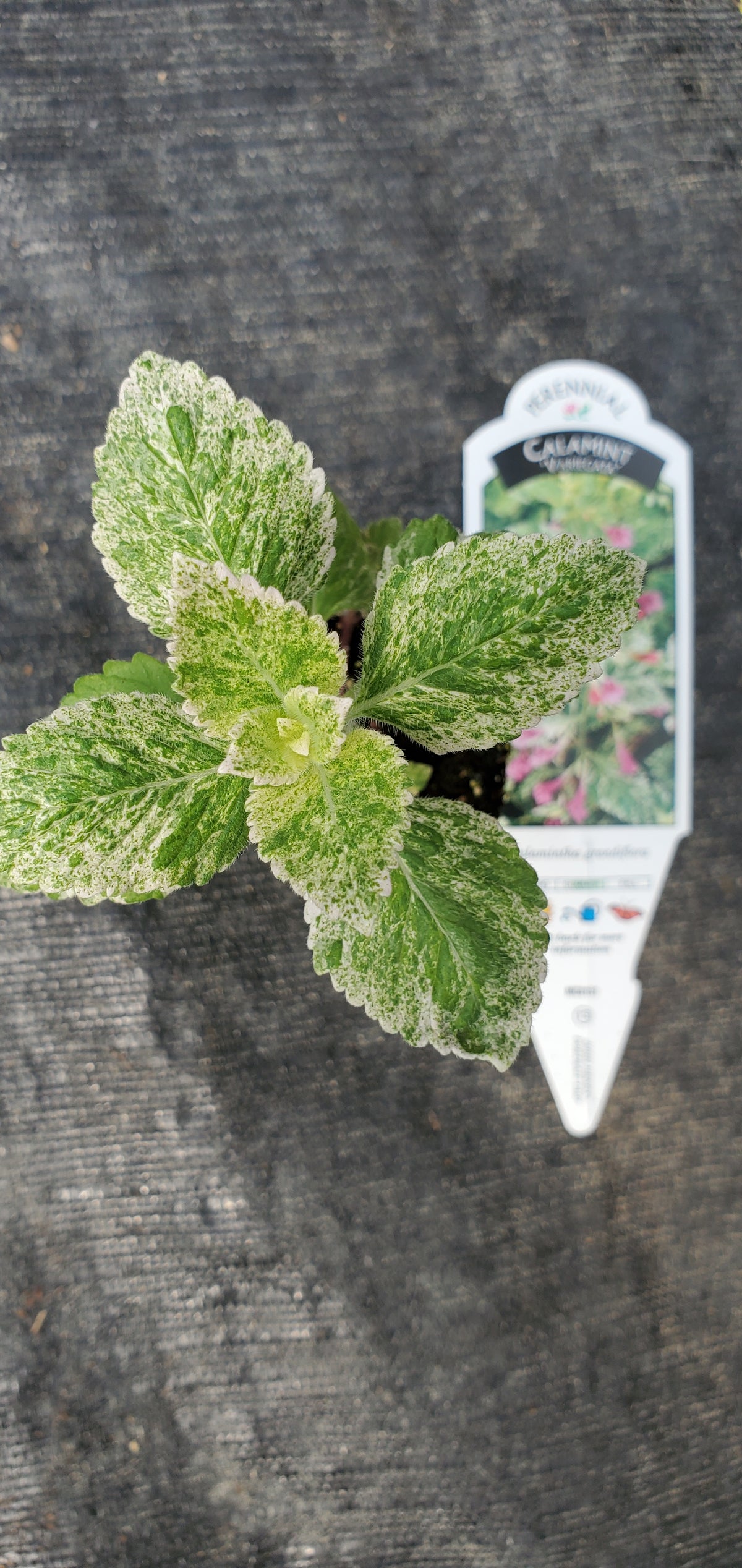 Calamintha Variegata — Gingers greenhouse