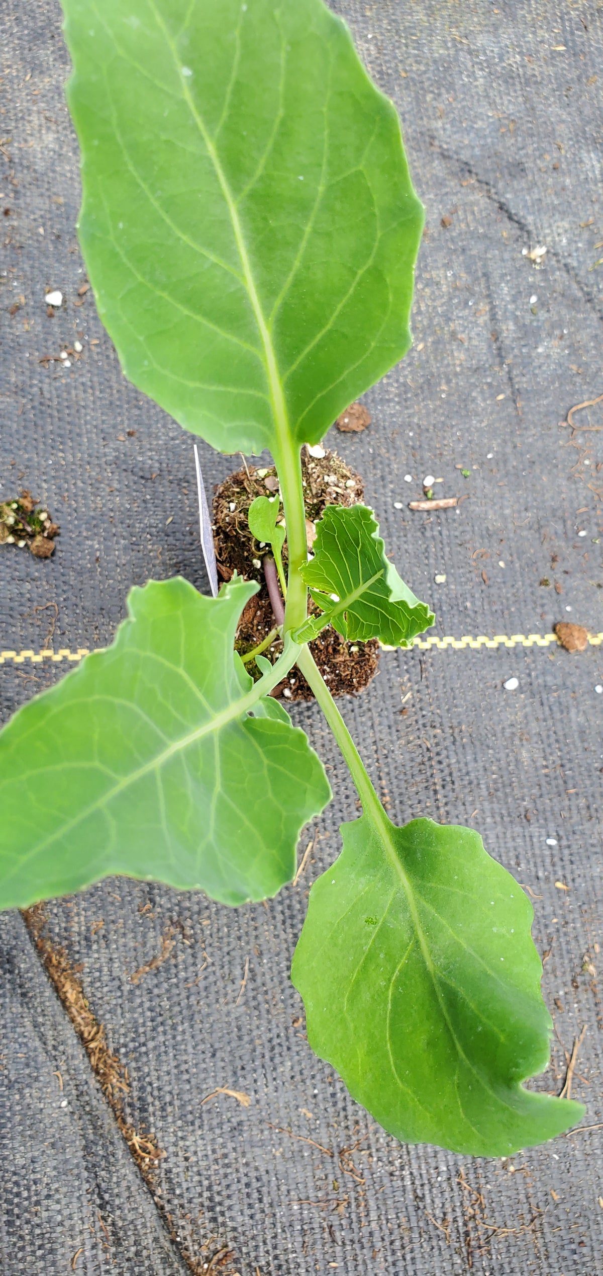 Cabbage Filderkraut — Gingers greenhouse