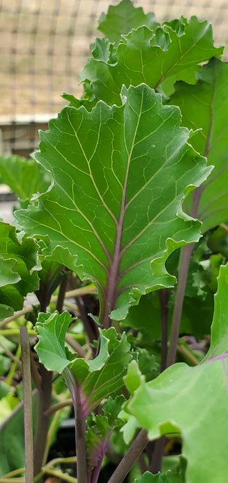 Kale Japanese Flowering — Gingers greenhouse