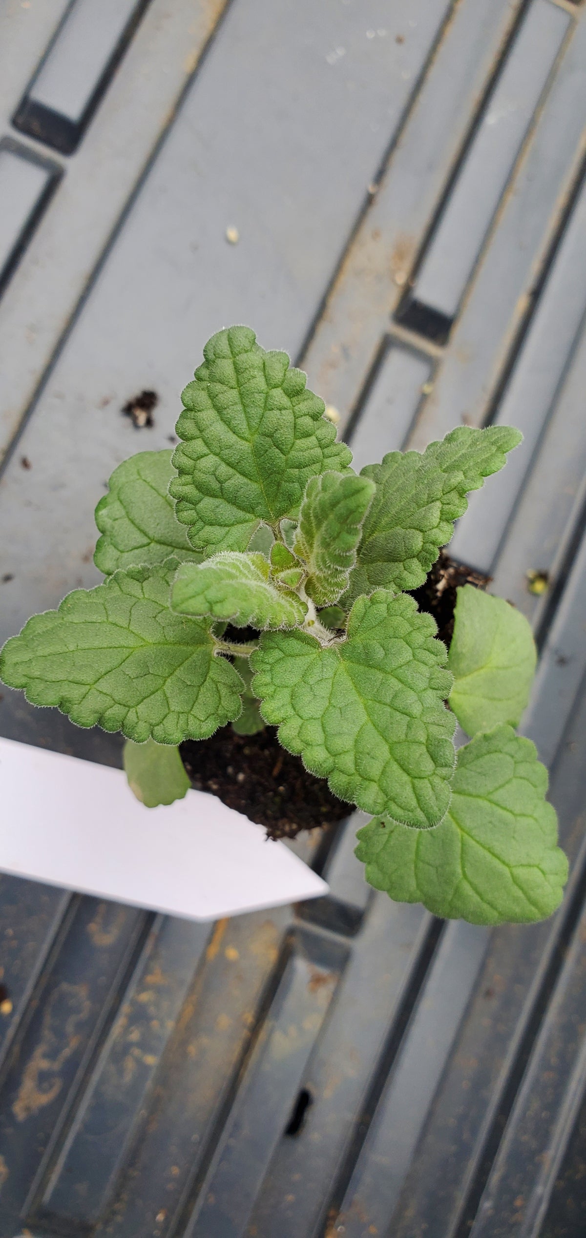 Agastache Arcado Pink — Gingers greenhouse