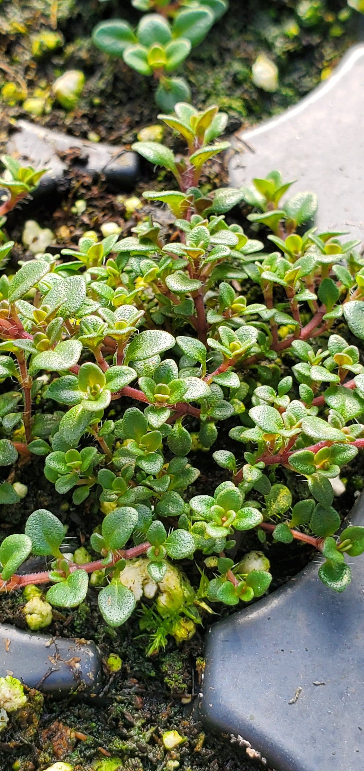 Thyme Caborn Wine and Roses — Gingers greenhouse