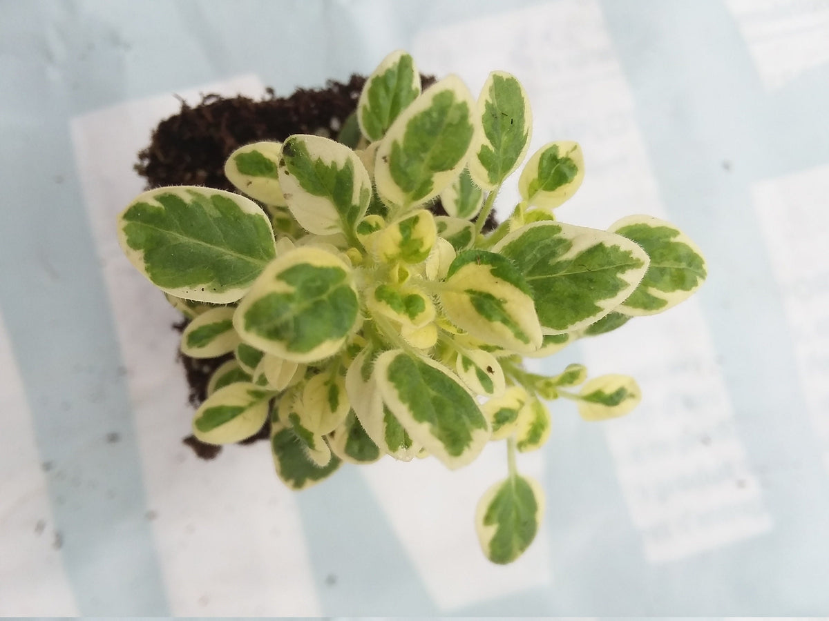 Variegated Oregano — Gingers greenhouse