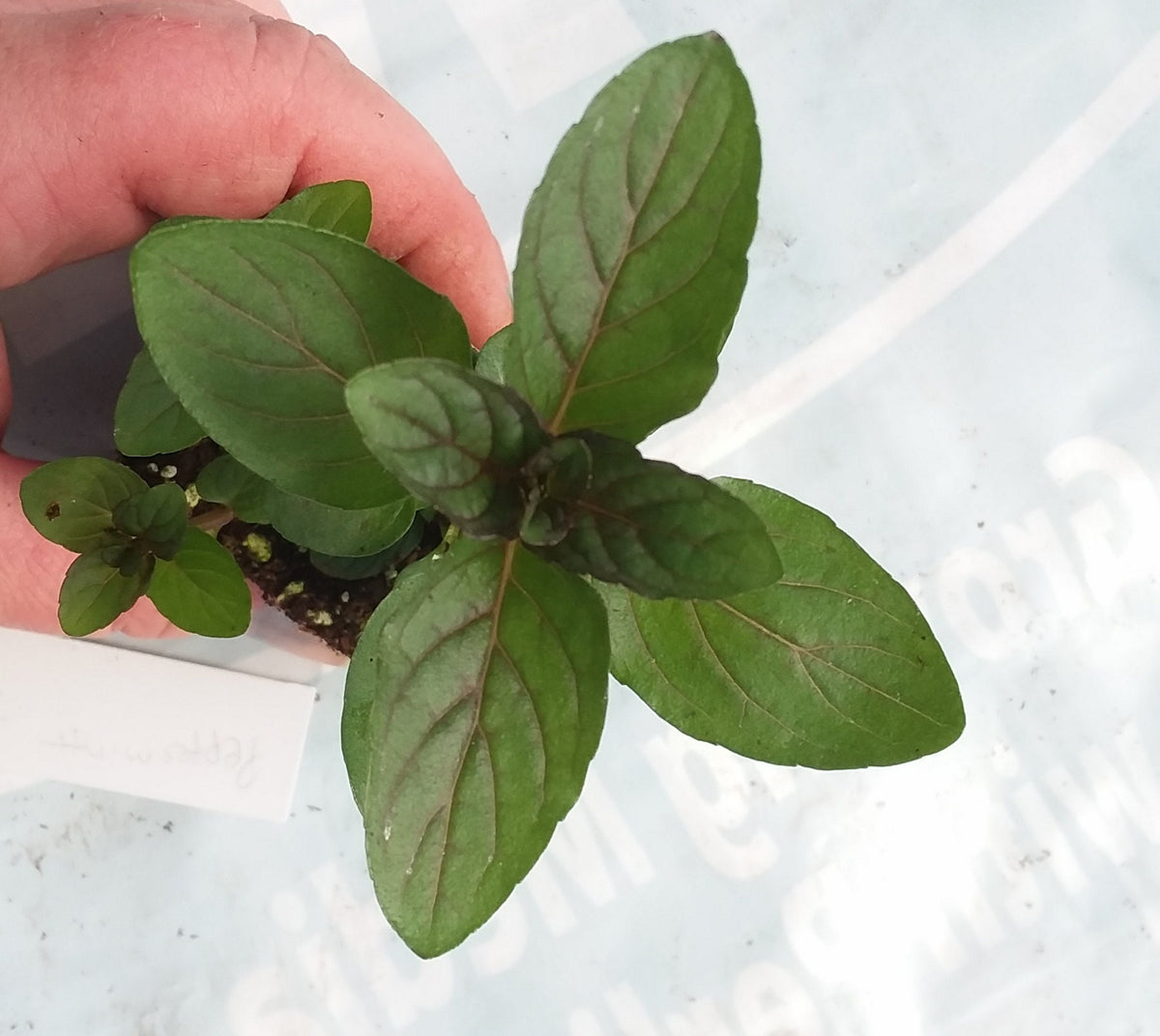 Live Peppermint Plant Dark Leaved mint — Gingers greenhouse