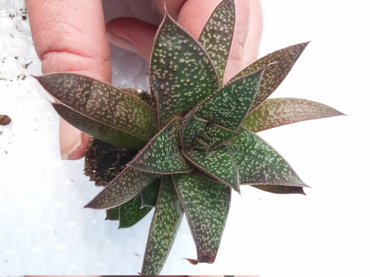 Gasteria Flow Starter — Gingers greenhouse
