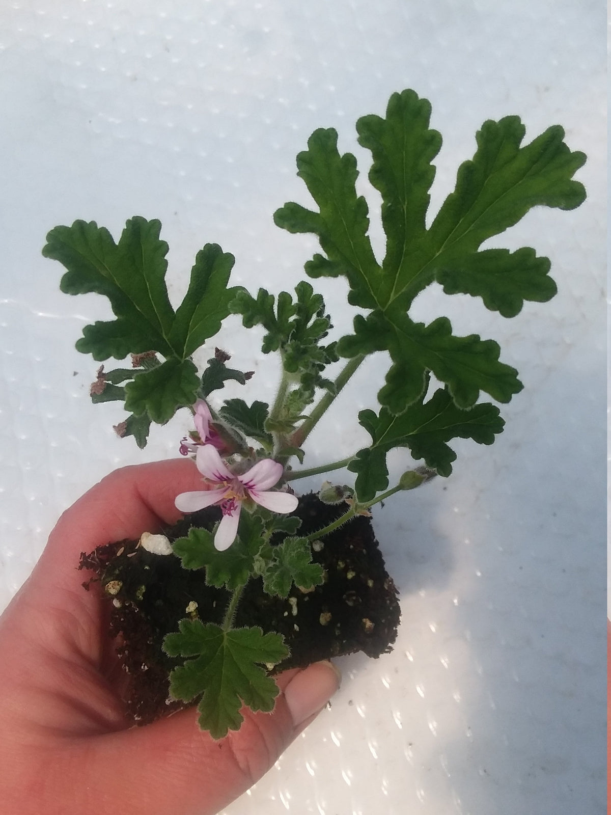 Peppermint Lace Scented Geranium — Gingers greenhouse