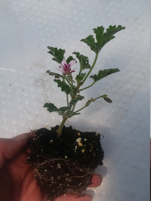 Peppermint Lace Scented Geranium — Gingers greenhouse