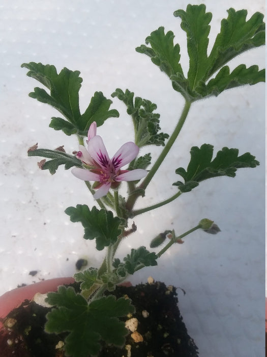 Peppermint Lace Scented Geranium — Gingers greenhouse