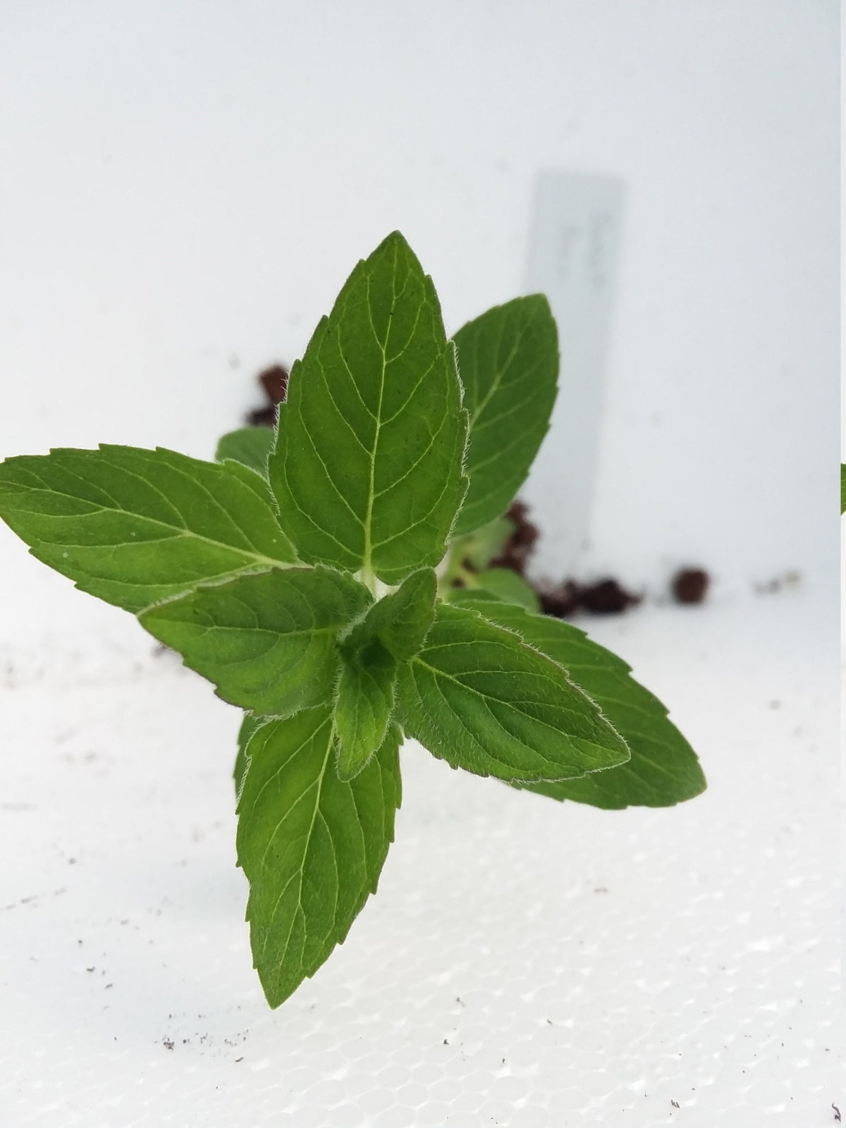 Pear Mint — Gingers greenhouse