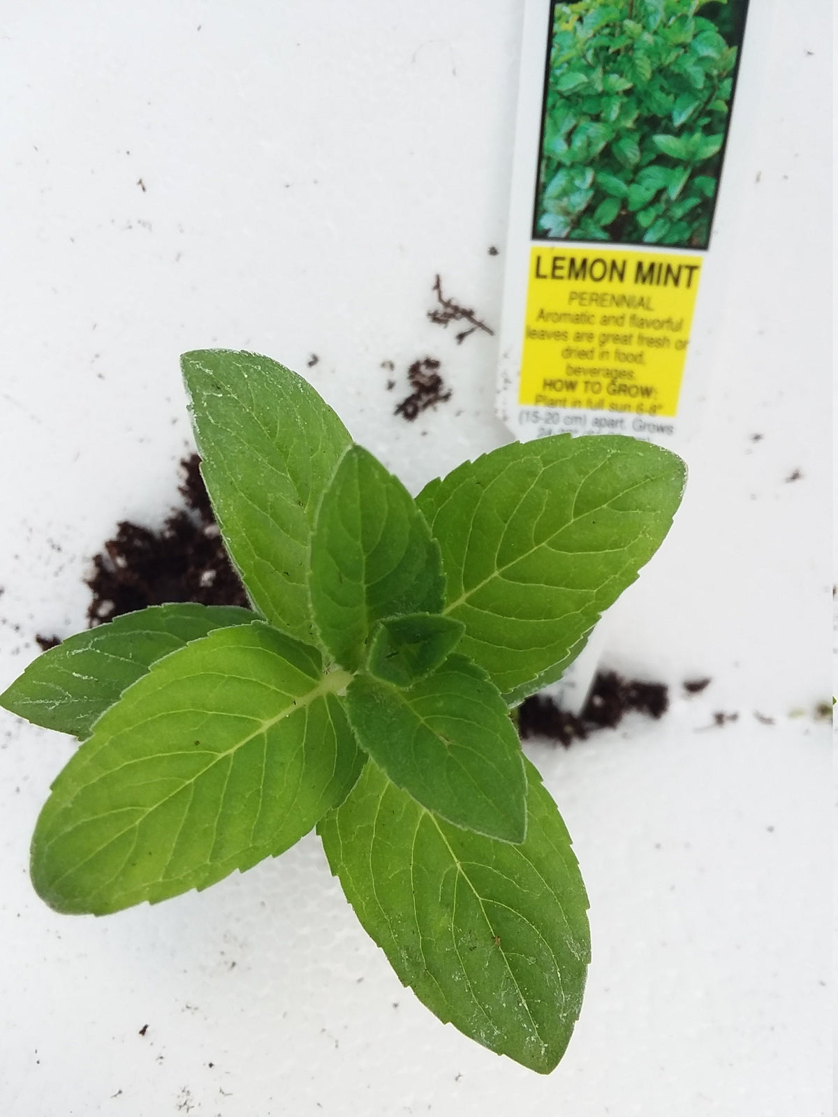 Hilary's Sweet Lemon Mint — Gingers greenhouse
