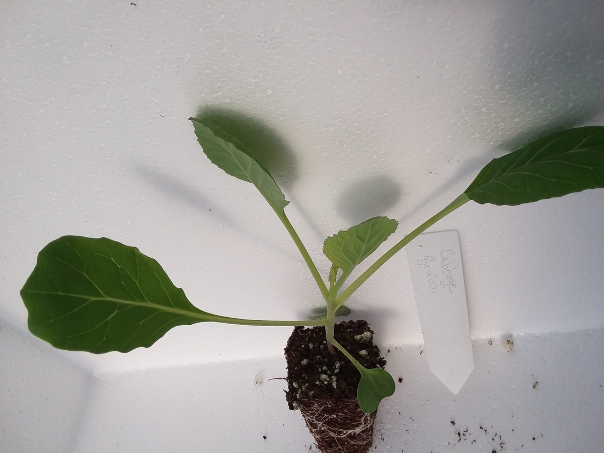 Cabbage Bravo — Gingers greenhouse