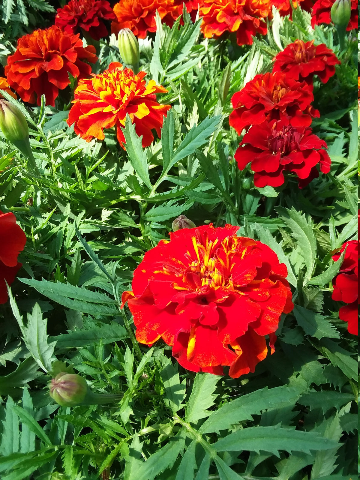 Marigold Fireball — Gingers greenhouse