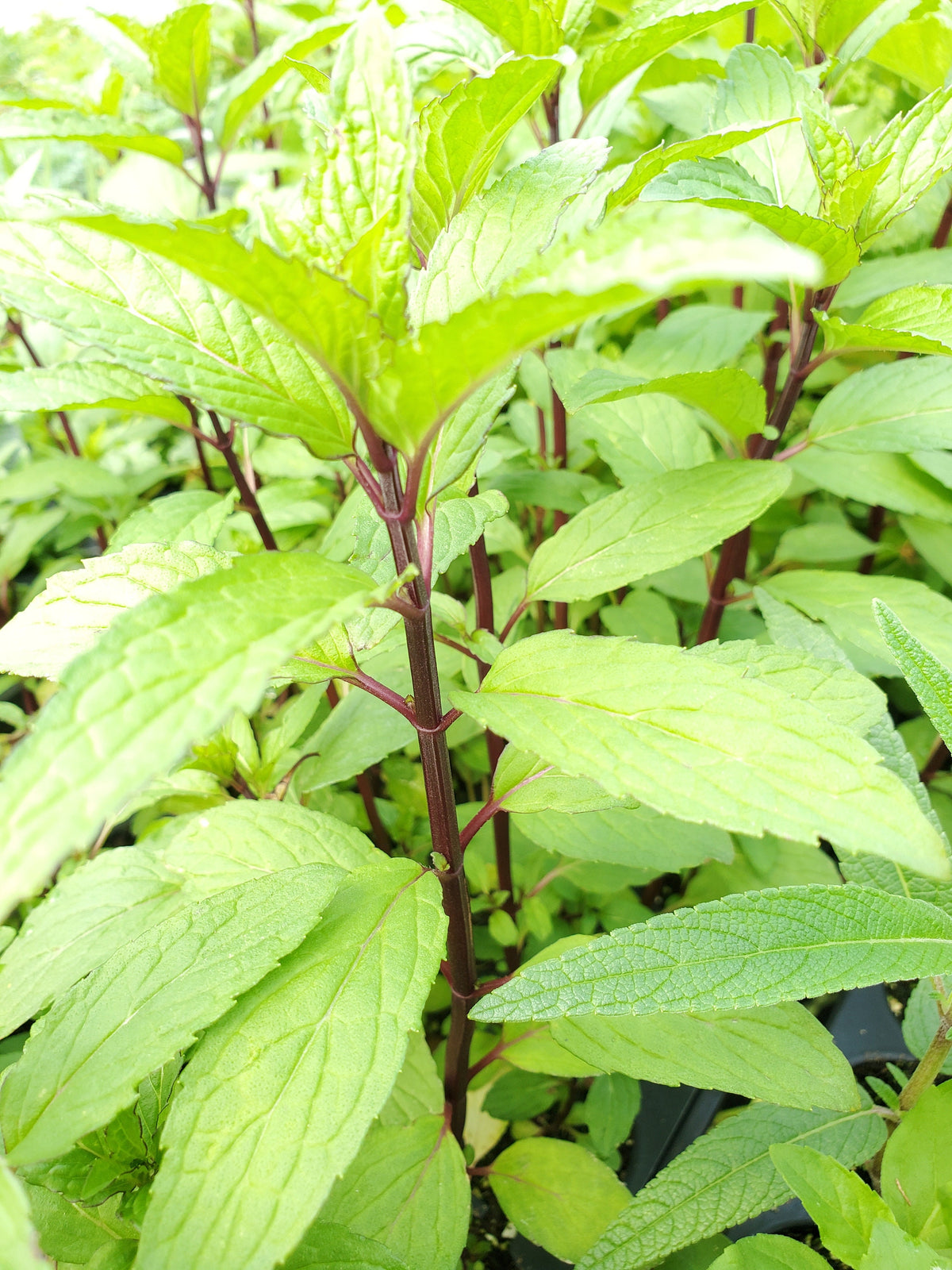 Thai Mint Mentha arvensis — Gingers greenhouse