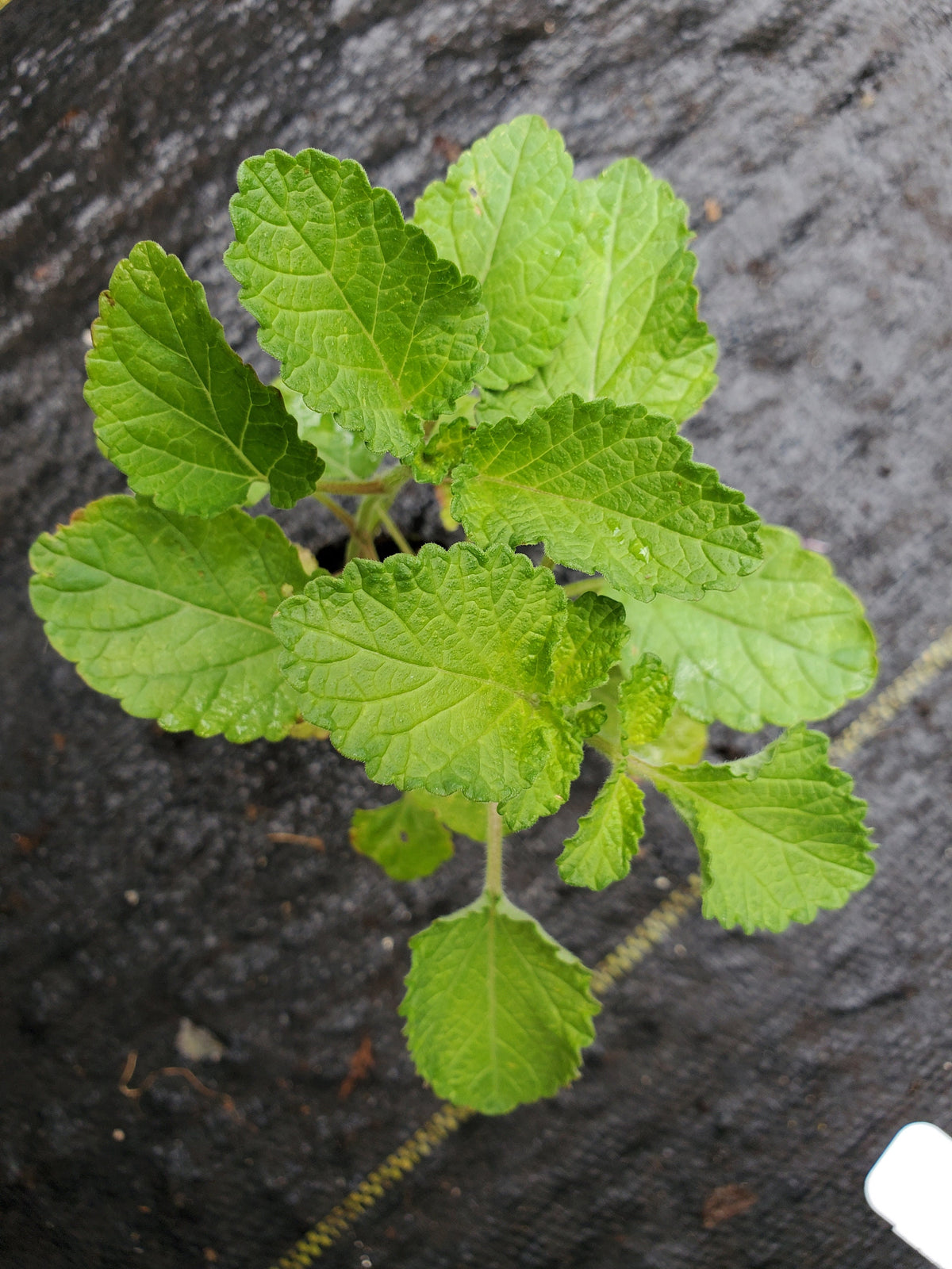 Salvia Miltiorrhiza Red Root Sage — Gingers greenhouse