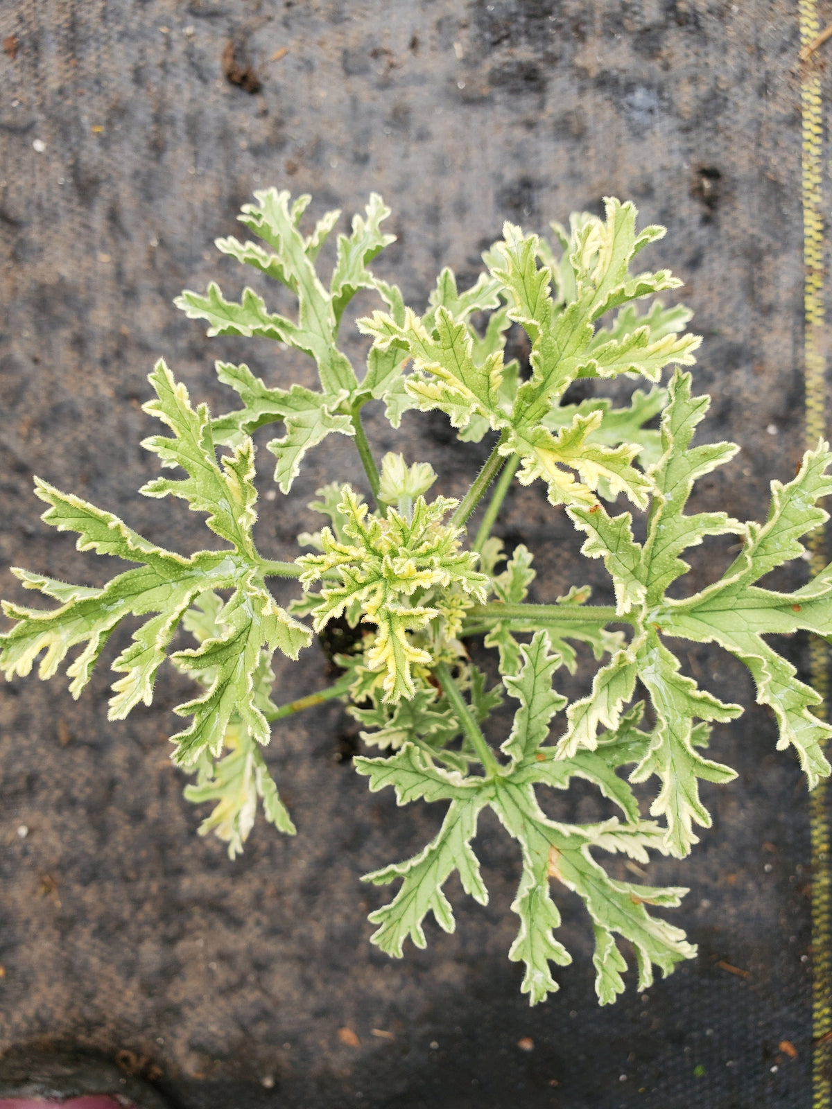 Lady Plymouth Scented Geranium — Gingers greenhouse