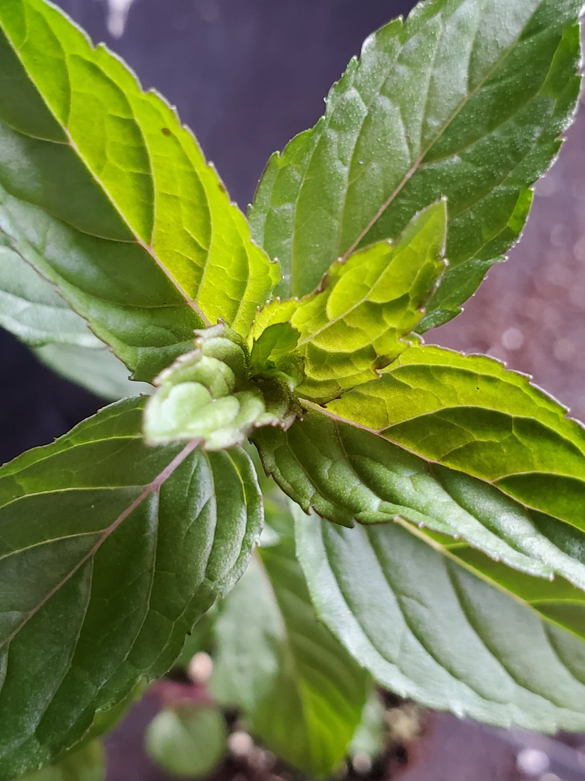 Mint Blue Balsam — Gingers greenhouse